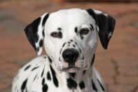 The Dalmatian Association - Promoting, protecting and enjoying the Dalmatian breed - for all ...
